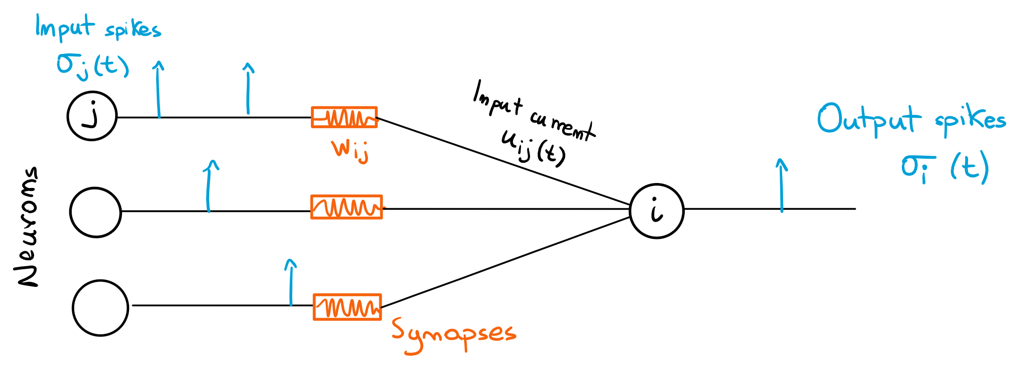 Spiking Neurons: A Digital Hardware Implementation - Open Neuromorphic